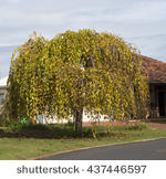 dict.cc | dud alb | English-Romanian translation