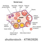 dict.cc | ovary | English-Italian translation